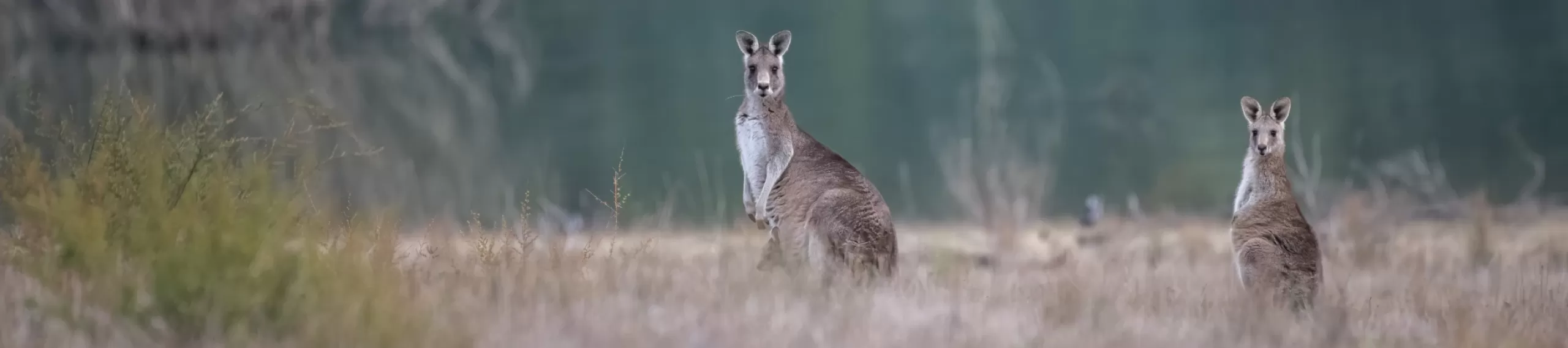 Fauna Habitat Assessment - Wildlife Conservation Services International